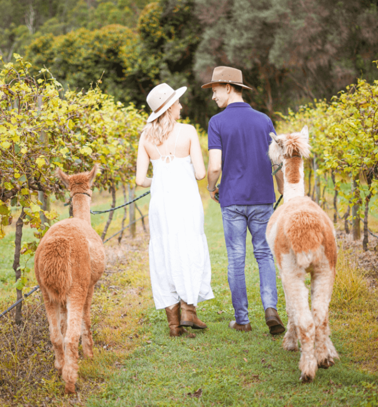 Experiences - Mountview Alpaca Farm