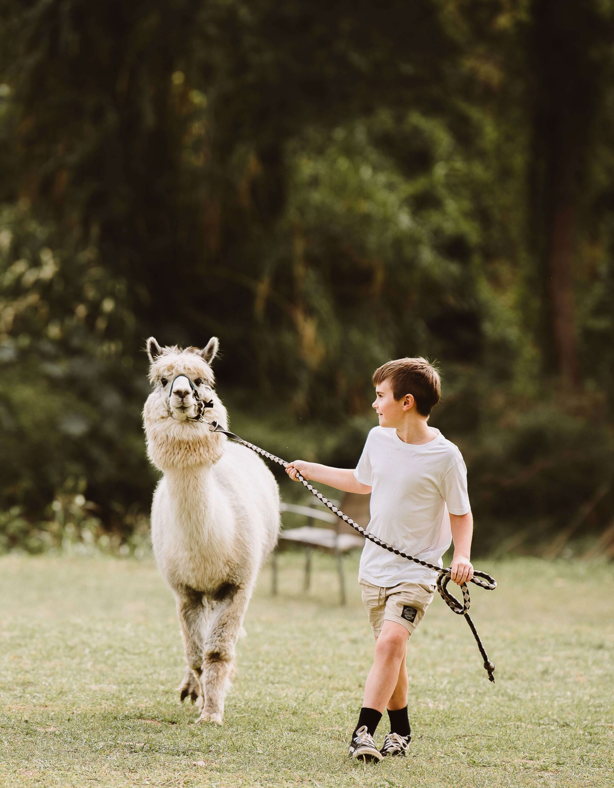 Visit Us at Mountview Alpaca Farm - Easy Directions & Tips