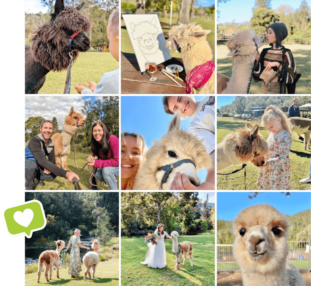 Mountview Alpaca Farm: Unique Vineyard Experiences