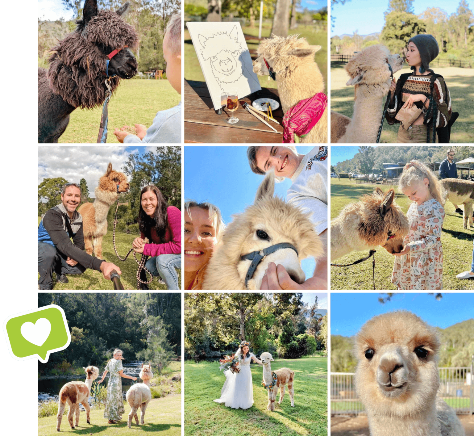 Mountview Alpaca Farm: Unique Vineyard Experiences