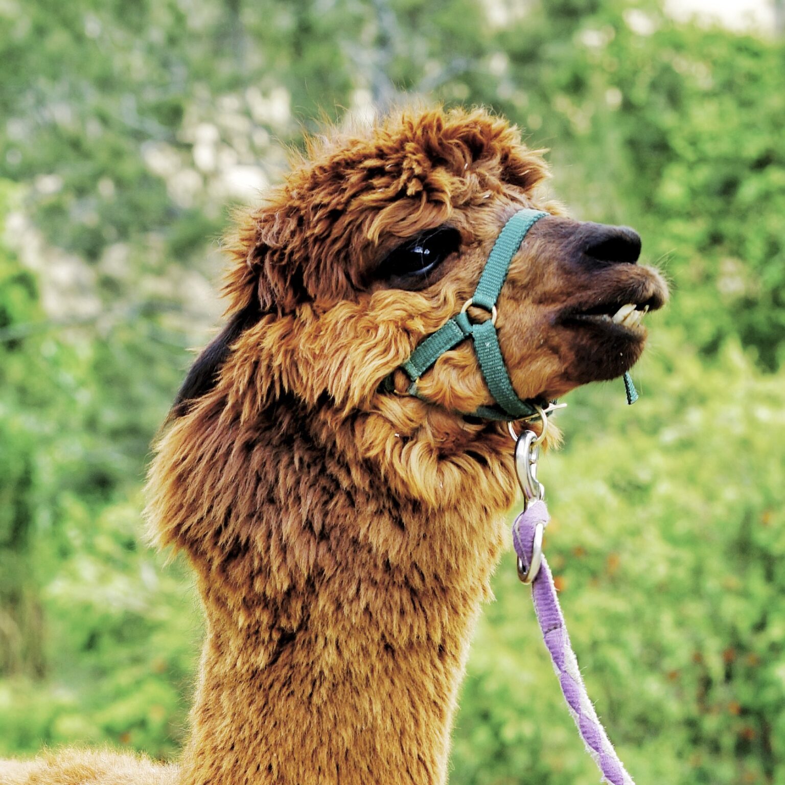 Meet Our Alpacas - Mountview Alpaca Farm
