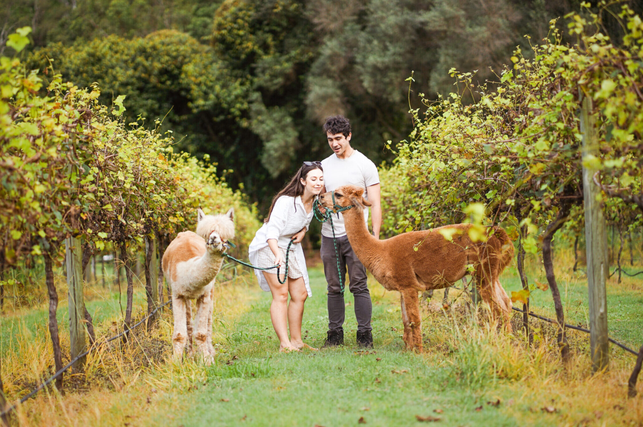 Experiences - Mountview Alpaca Farm