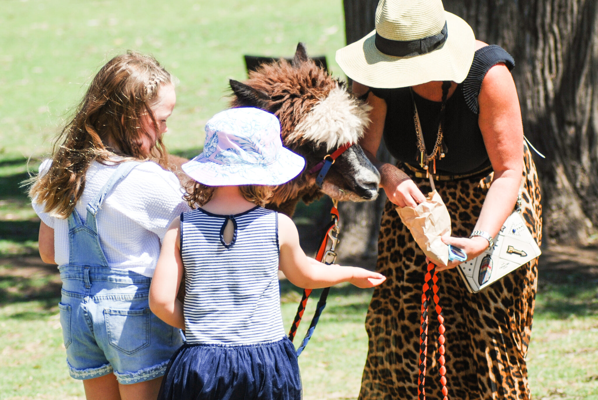 Experiences - Mountview Alpaca Farm
