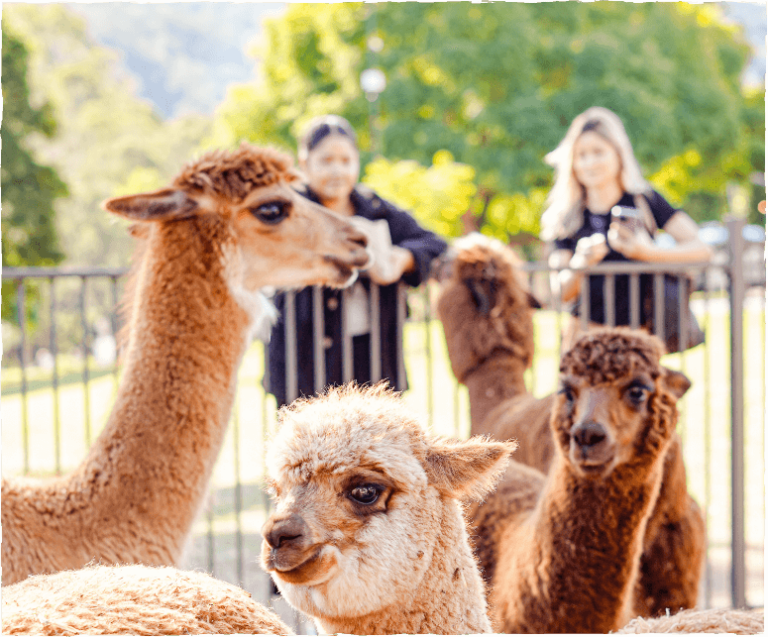 Visit Us at Mountview Alpaca Farm - Easy Directions & Tips