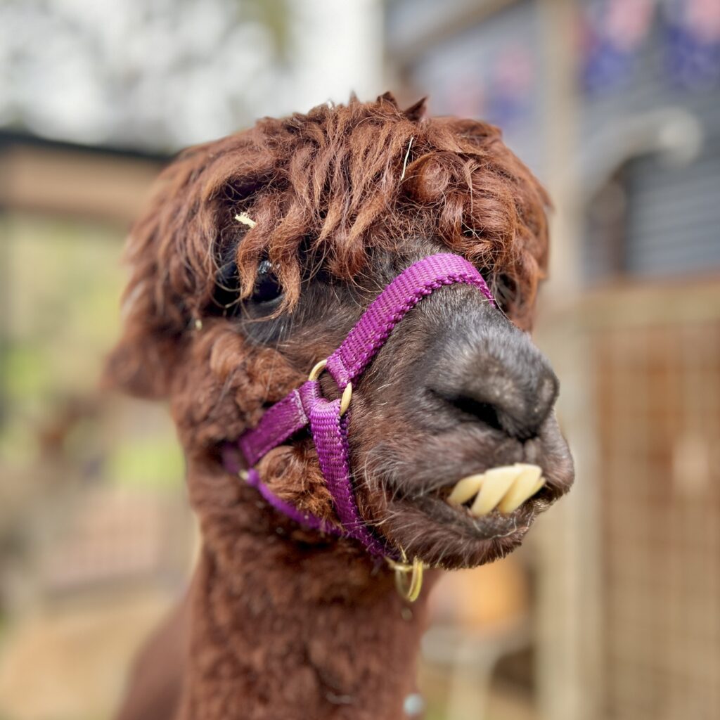 Meet Our Alpacas - Mountview Alpaca Farm