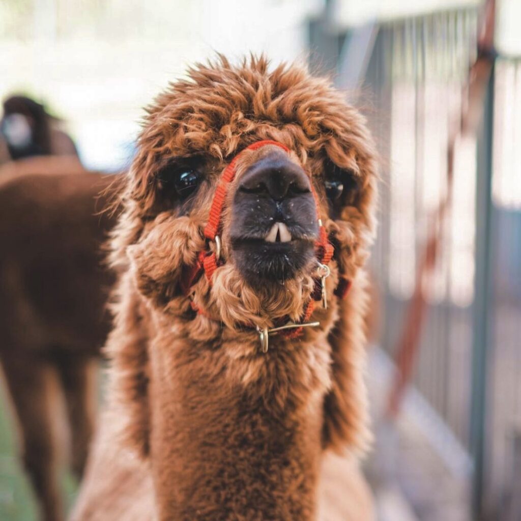 Meet Our Alpacas - Mountview Alpaca Farm
