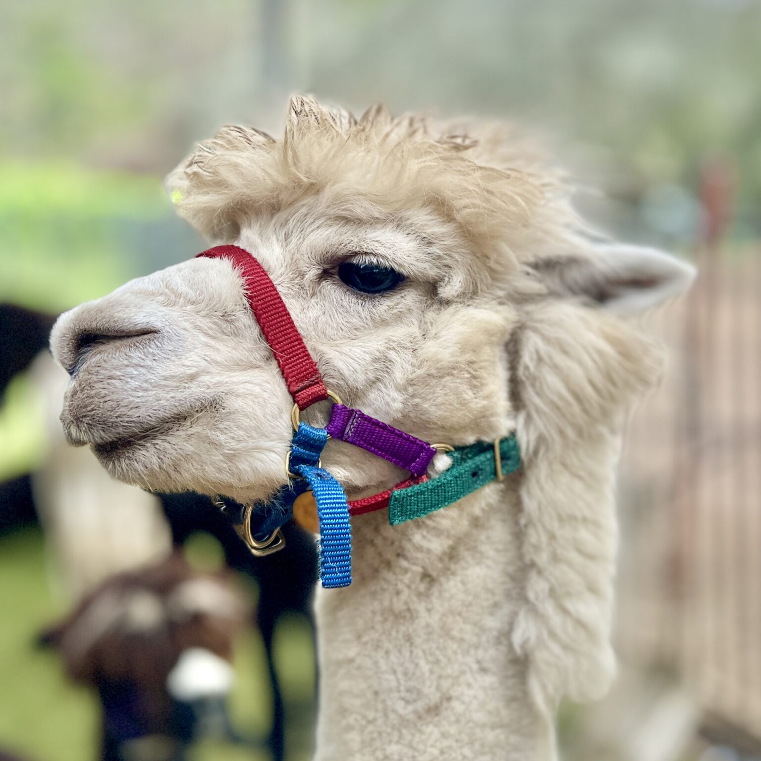 Meet Our Alpacas - Mountview Alpaca Farm