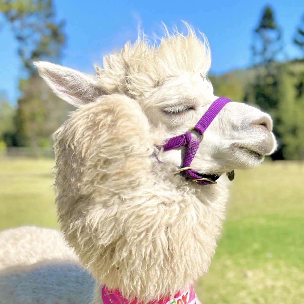 Meet Our Alpacas - Mountview Alpaca Farm