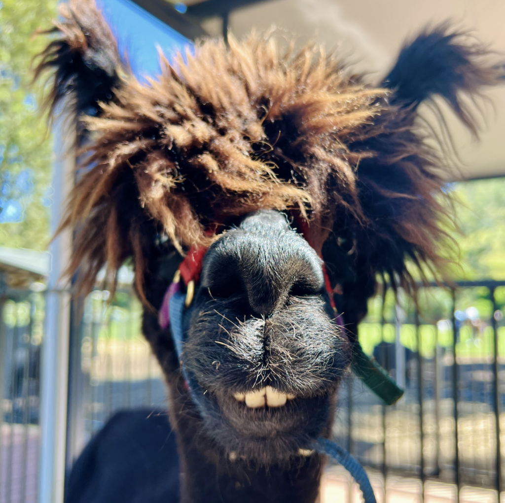 Meet Our Alpacas - Mountview Alpaca Farm