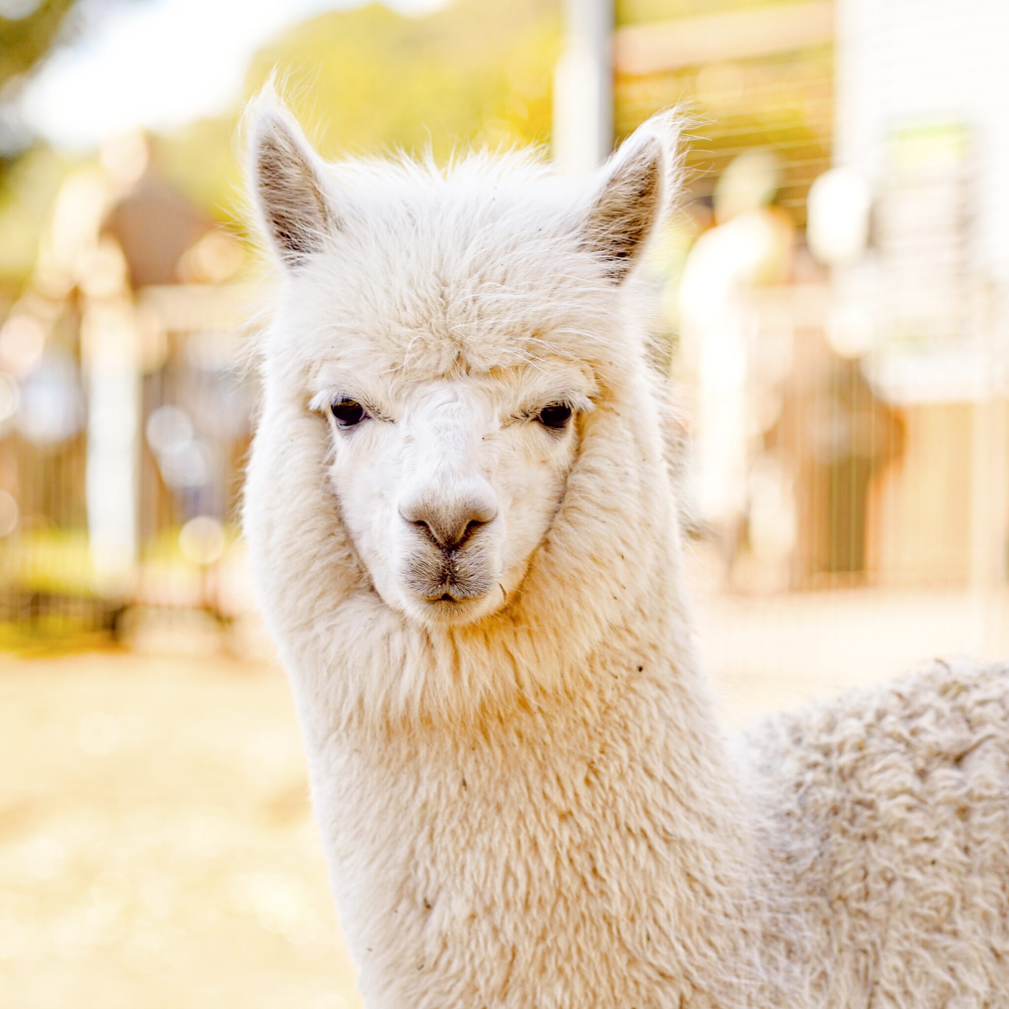 Meet Our Alpacas - Mountview Alpaca Farm