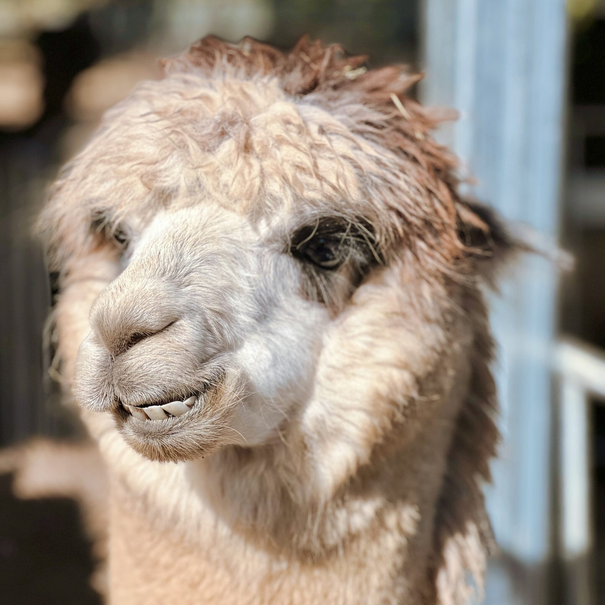Meet Our Alpacas - Mountview Alpaca Farm