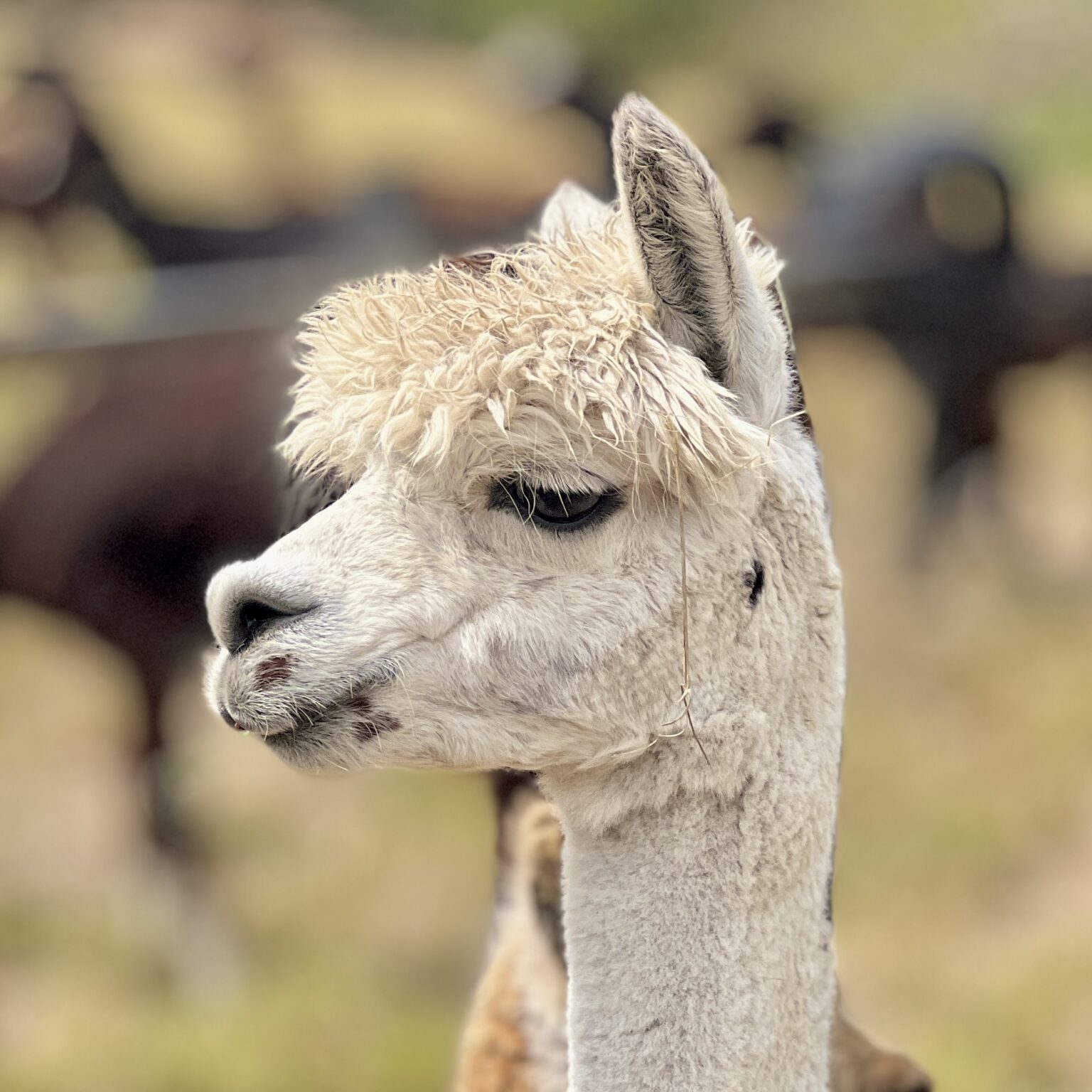 Meet Our Alpacas - Mountview Alpaca Farm