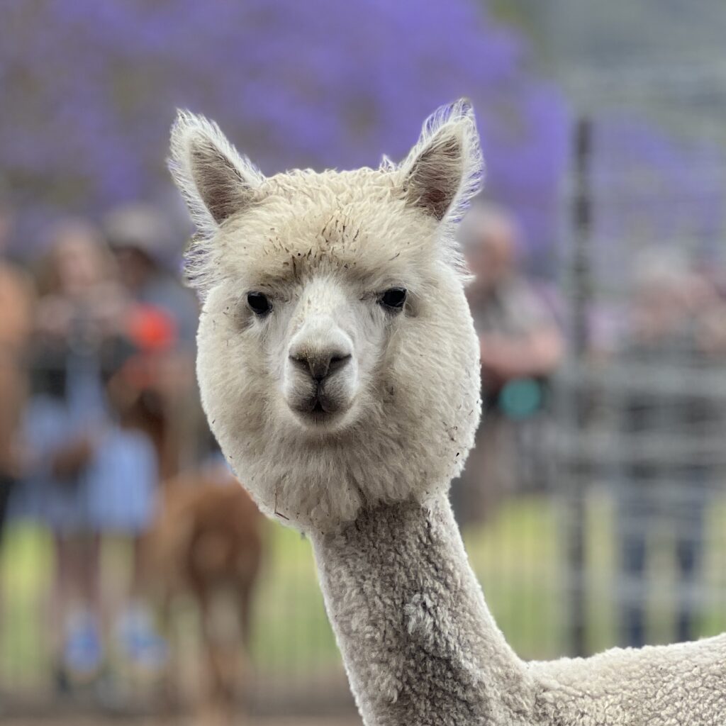 Meet Our Alpacas - Mountview Alpaca Farm
