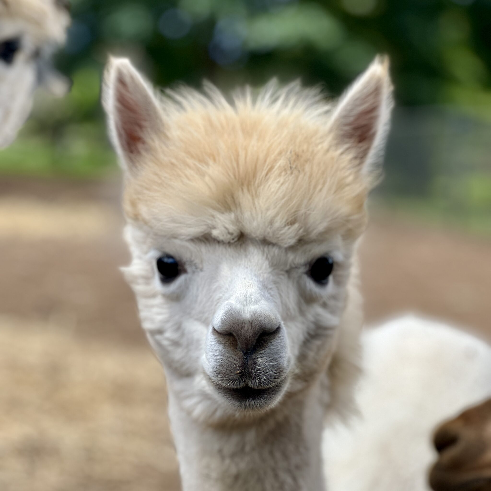 Meet Our Alpacas - Mountview Alpaca Farm