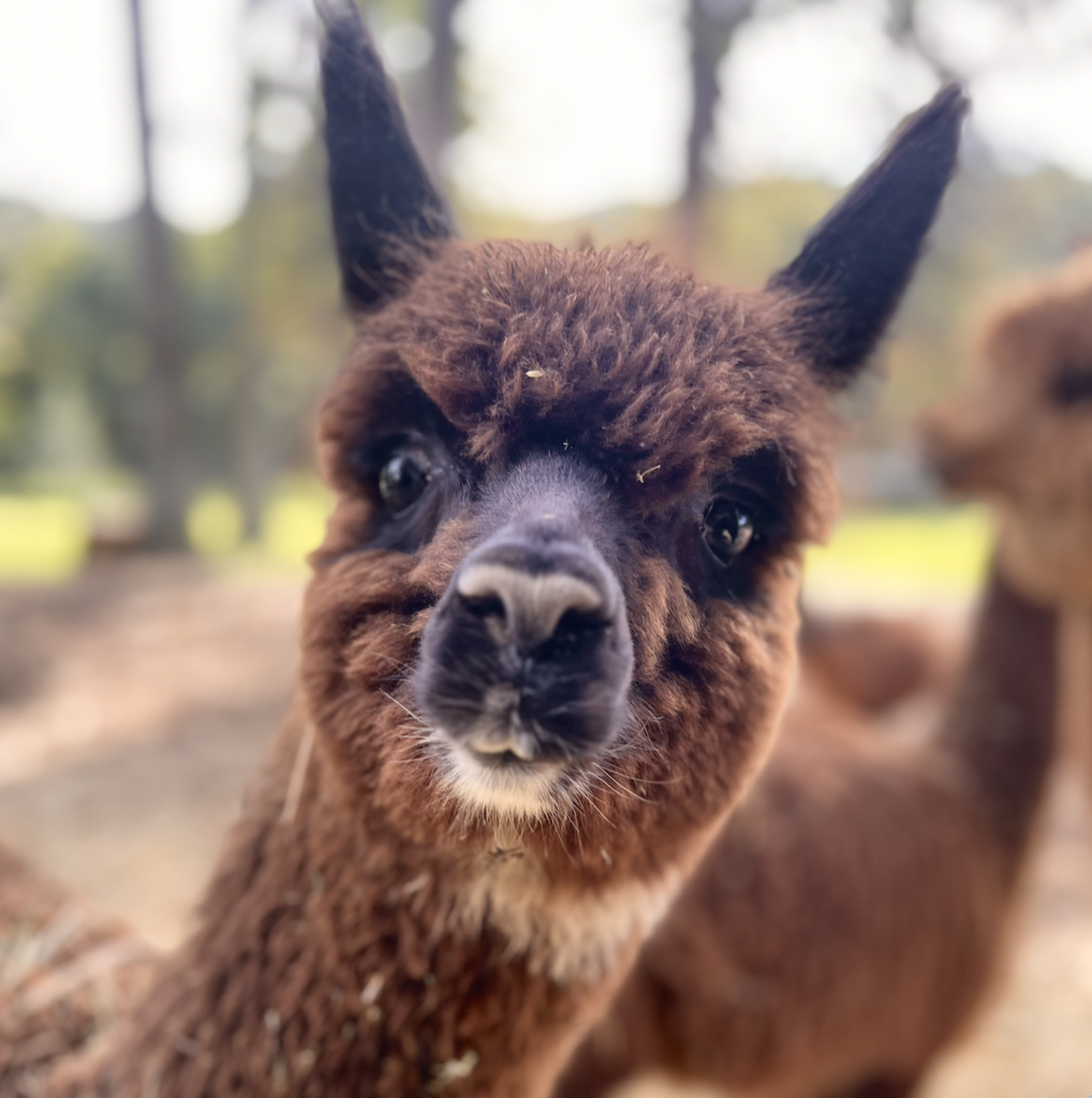 Meet Our Alpacas - Mountview Alpaca Farm