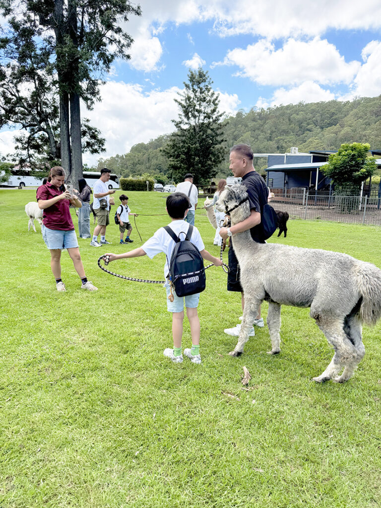 Mountview Alpaca Farm: Unique Vineyard Experiences