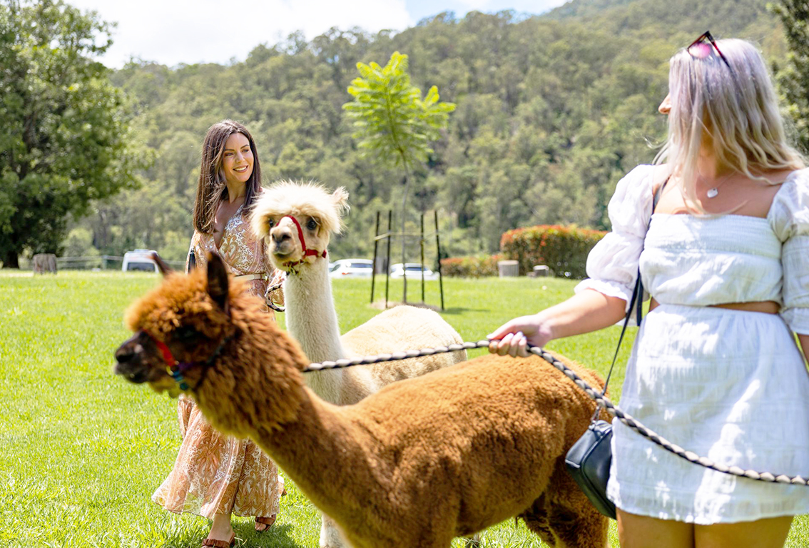 Experiences - Mountview Alpaca Farm
